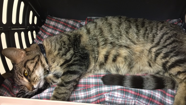 Feline Infectious Peritonitis (FIP) In Cats: Symptoms, Causes ...