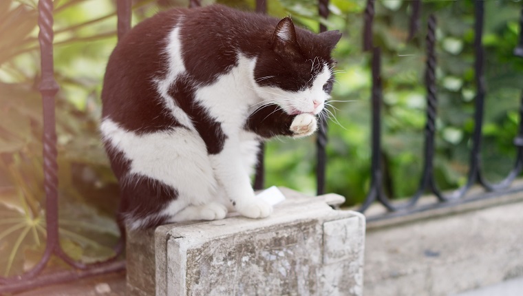Feline Infectious Peritonitis (FIP) In Cats: Symptoms, Causes ...