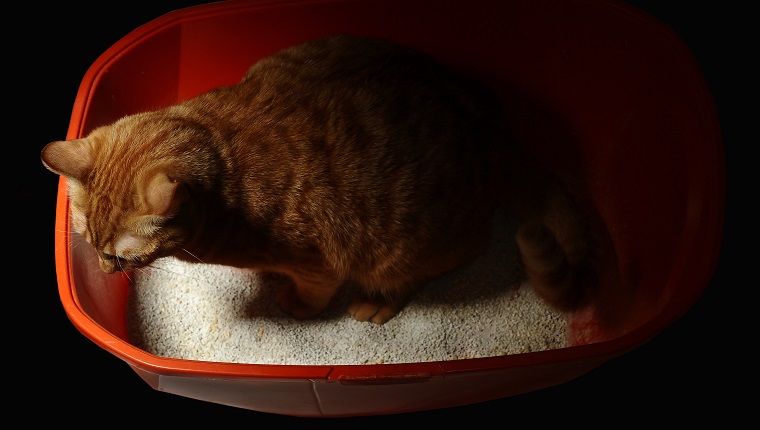 Intestinal Worms In Cats: Symptoms, Causes, & Treatments - CatTime