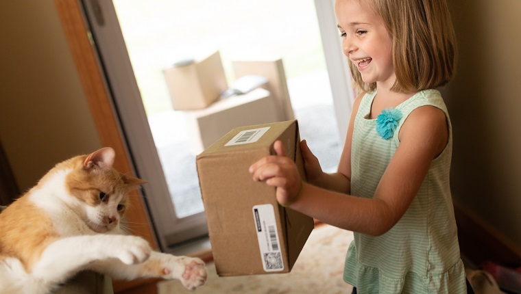 5 Cat Supplies You Should 'Autoship' Monthly When You Can't Go Out To ...