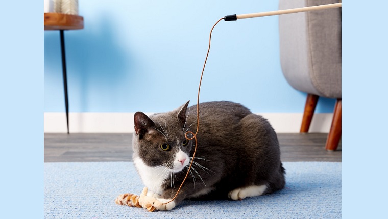 5 Of The Best Toys To Bond With Your Cat During Shelter In Place - CatTime