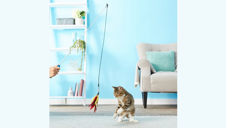 5 Of The Best Toys To Bond With Your Cat During Shelter In Place - CatTime