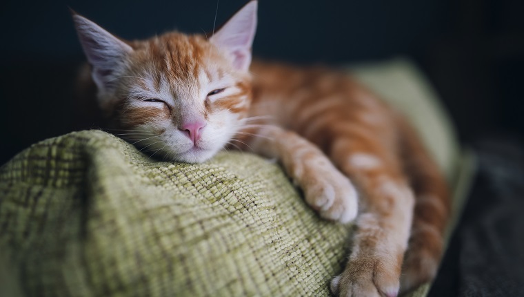 Do Cats Dream? What Do They Dream About? - CatTime