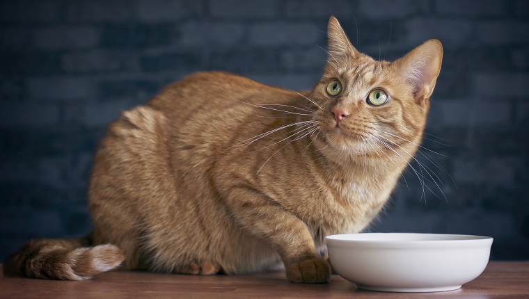 Stomatitis In Cats: Symptoms, Causes, & Treatments - CatTime