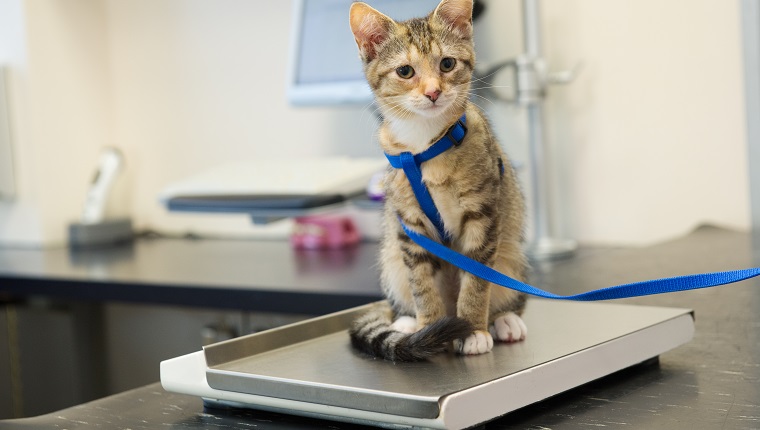 Is My Cat Too Skinny? How To Tell If Your Cat Is Underweight - CatTime