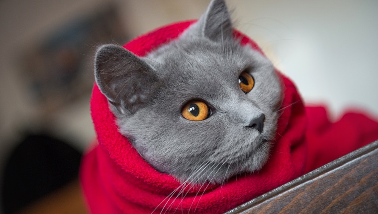 Do Female Cats Get Periods? What Are The Signs? - CatTime