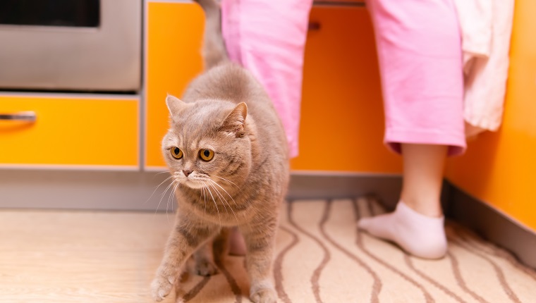 Do Female Cats Get Periods? What Are The Signs? - CatTime