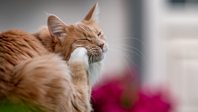 Flea Infestation In Cats: Symptoms, Causes, & Treatments - CatTime