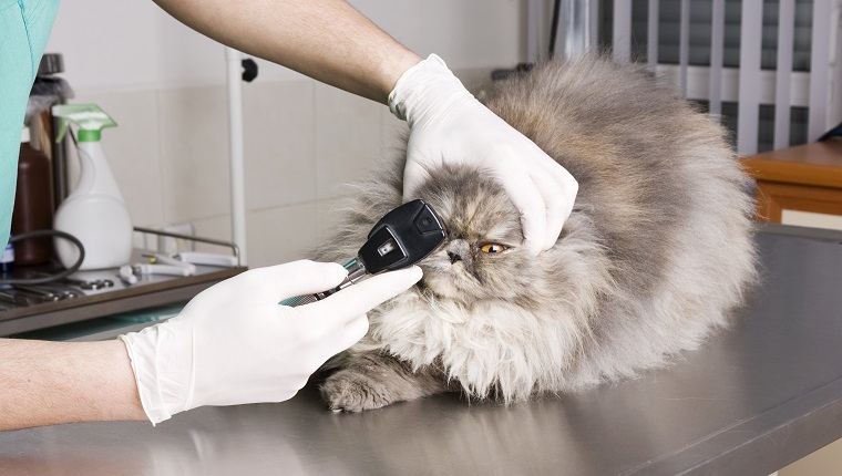 Glaucoma In Cats: Symptoms, Causes, & Treatments - CatTime