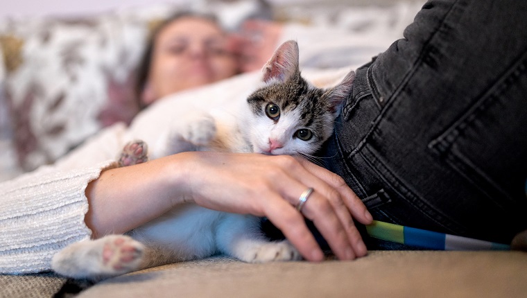 How Do Cats Purr? What Exactly Is The Sound They're Making? - CatTime