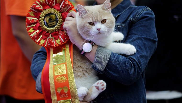 What Is The International Cat Association (TICA)? Here's What You ...