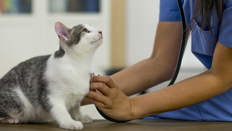 Asthma In Cats: Symptoms, Causes, & Treatments - CatTime
