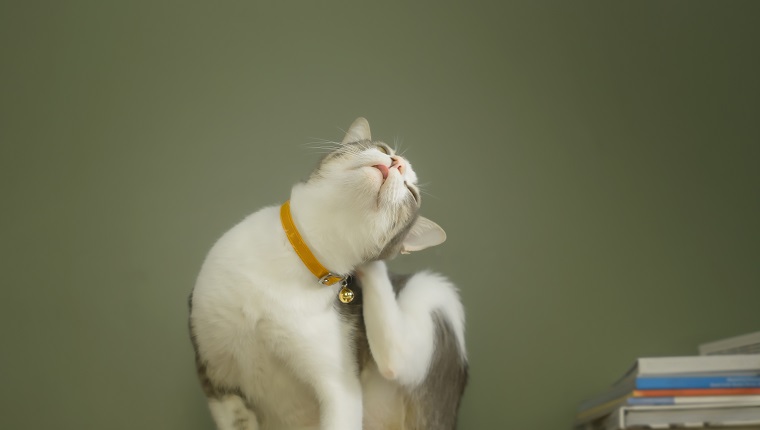 Atopic Dermatitis In Cats: Symptoms, Causes, & Treatments - CatTime