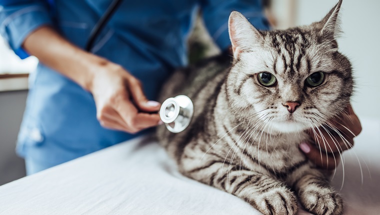 Cat Vitals: Normal Heart Rate, Body Temperature, & Respiration For Cats ...