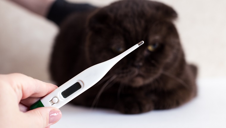 Cat Vitals: Normal Heart Rate, Body Temperature, & Respiration For Cats ...
