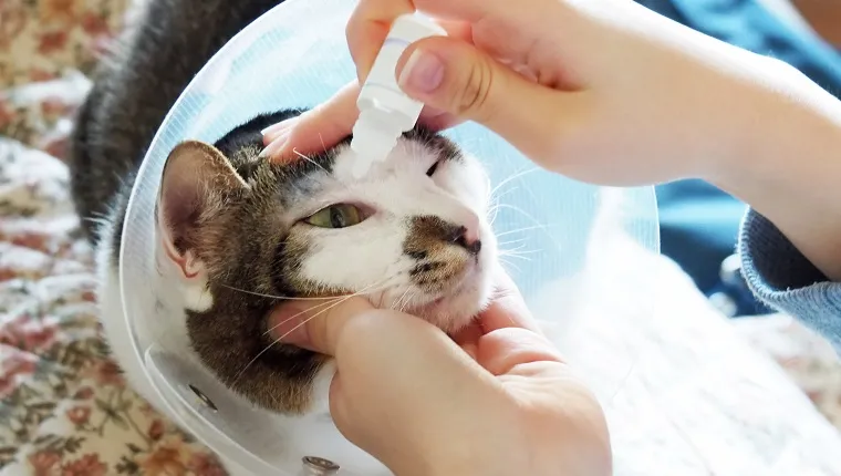 Dry Eye In Cats: Symptoms, Causes, & Treatments - CatTime