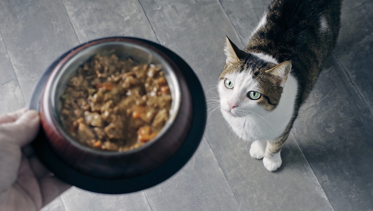 Food Allergies In Cats: Symptoms, Causes, & Treatments - CatTime