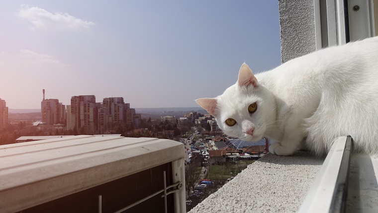 What Is High-Rise Syndrome In Cats? Why Does It Happen? - CatTime