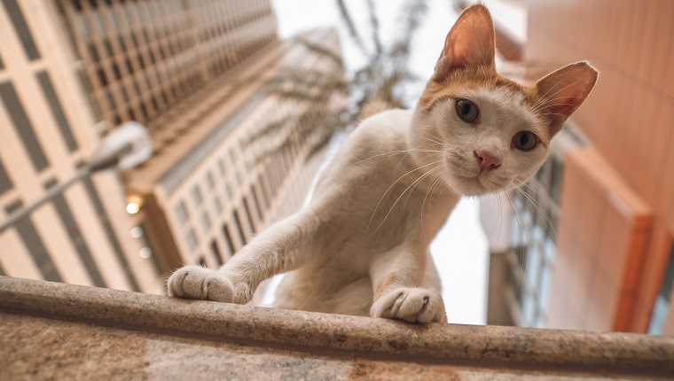 What Is High-Rise Syndrome In Cats? Why Does It Happen? - CatTime