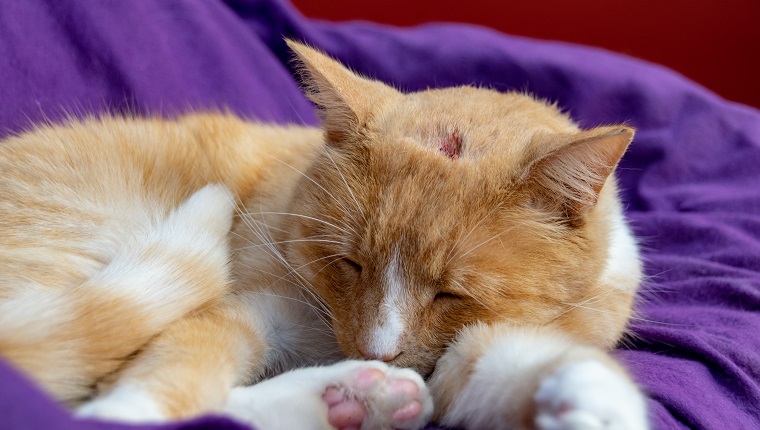 Skin Abscesses On Cats: Symptoms, Causes, & Treatments - CatTime