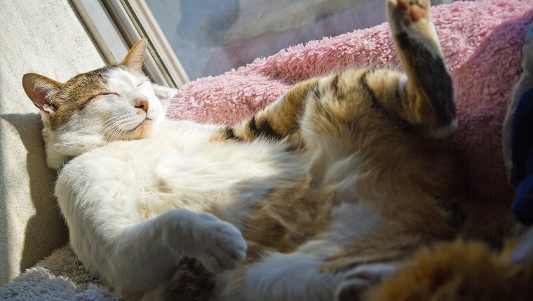 Sunburn In Cats: Symptoms, Causes, & Treatments - CatTime