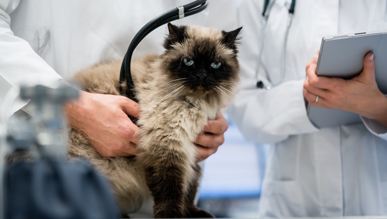 Bronchitis In Cats: Symptoms, Causes, & Treatments - CatTime