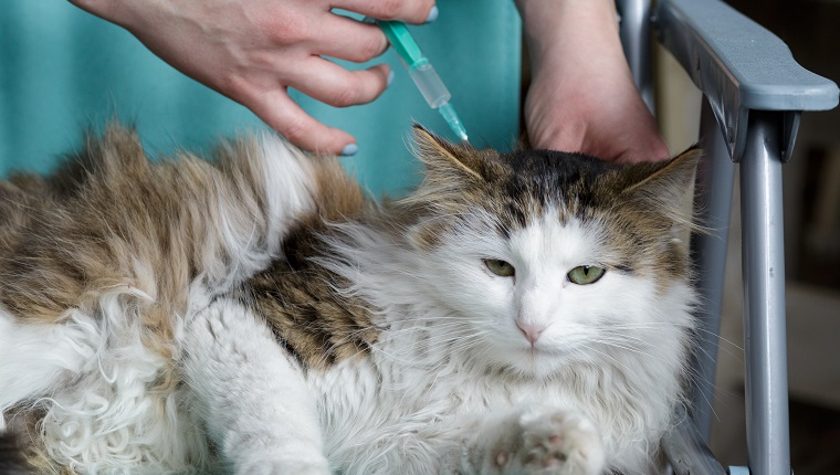 Diabetes Mellitus In Cats: Symptoms, Causes, & Treatments - CatTime