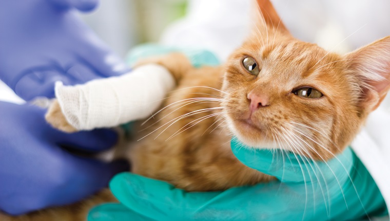 Dislocated Joints (Luxations) In Cats: Symptoms, Causes, & Treatments ...