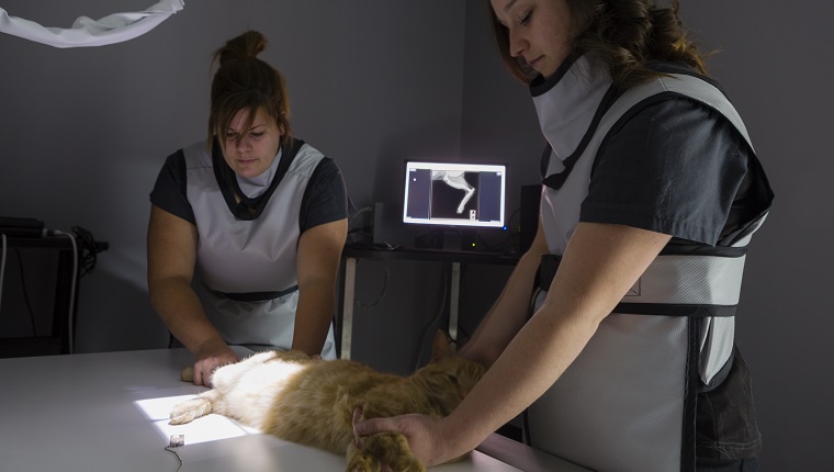 Dislocated Joints (Luxations) In Cats: Symptoms, Causes, & Treatments ...