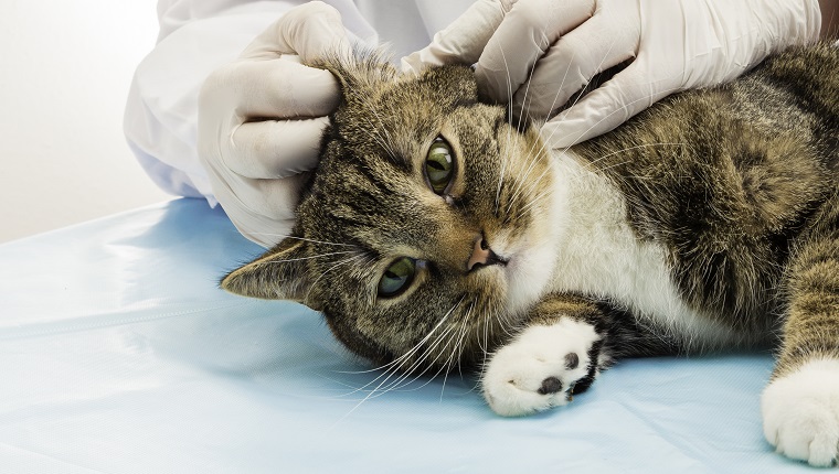 Ear Mites In Cats: Symptoms, Causes, & Treatments - CatTime