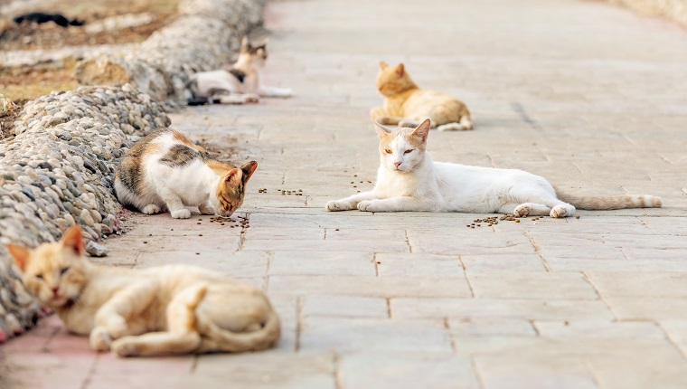 Feline Herpesvirus (FHV) In Cats: Symptoms, Causes, & Treatments - CatTime
