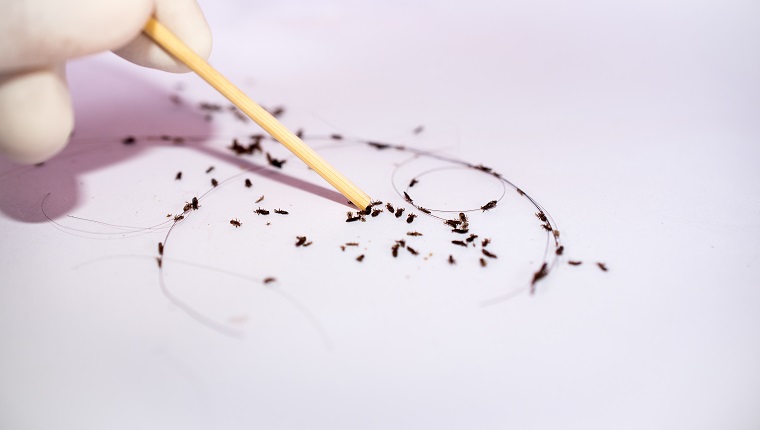 Lice In Cats: Symptoms, Causes, & Treatments - CatTime