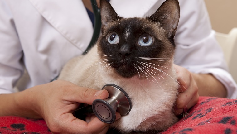 Upper Respiratory Infection In Cats: Symptoms, Causes, & Treatments ...