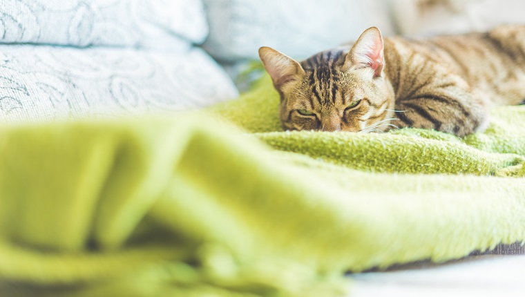 Upper Respiratory Infection In Cats: Symptoms, Causes, & Treatments ...
