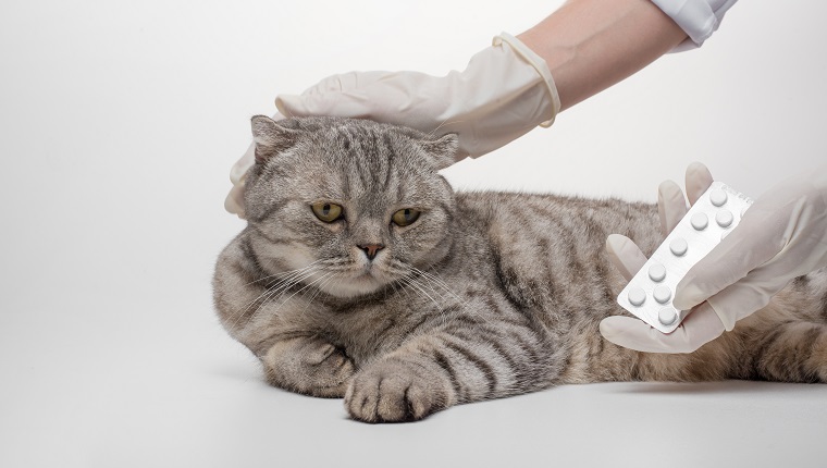 Metoclopramide For Cats: Uses, Dosage, & Side Effects - CatTime