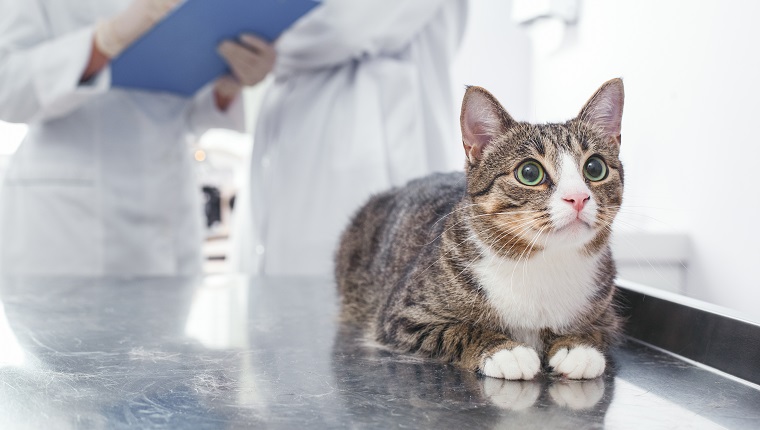 Metoclopramide For Cats: Uses, Dosage, & Side Effects - CatTime