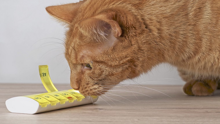 Zeniquin For Cats: Uses, Dosage, & Side Effects - CatTime