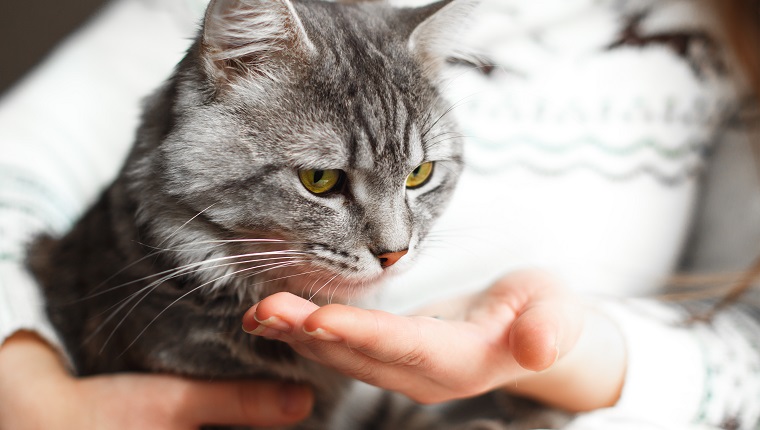 Amoxicillin For Cats: Uses, Dosage, & Side Effects - CatTime