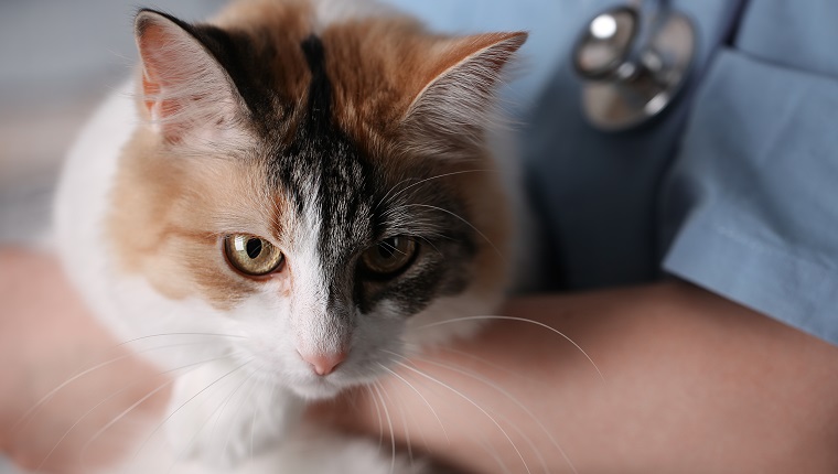 Clindamycin For Cats: Uses, Dosage, & Side Effects - CatTime