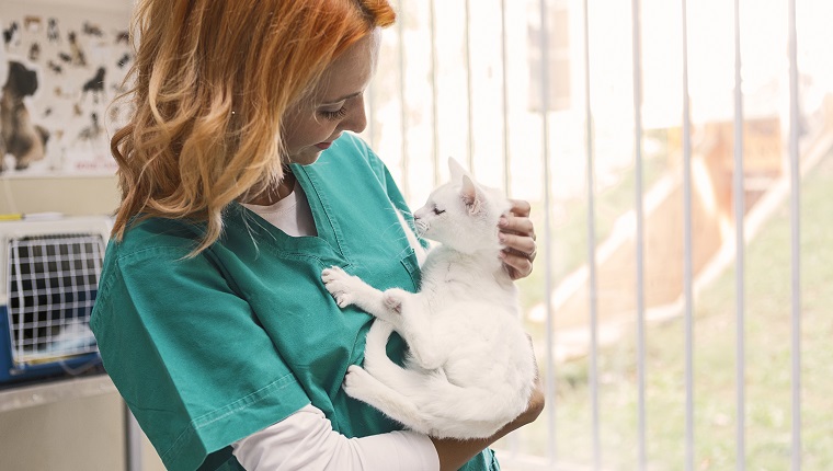 Clindamycin For Cats Uses Dosage And Side Effects Cattime