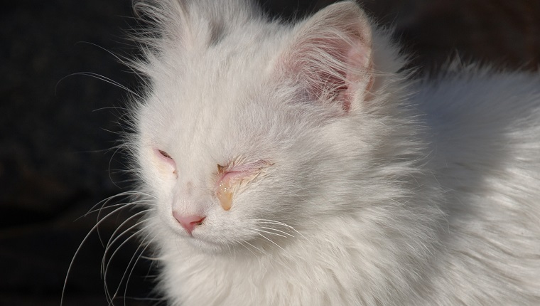 Eye Infections In Cats: Symptoms, Causes, & Treatments - CatTime
