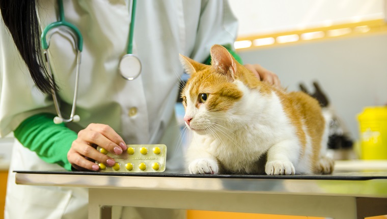 Meloxicam For Cats: Uses, Dosage, & Side Effects - CatTime
