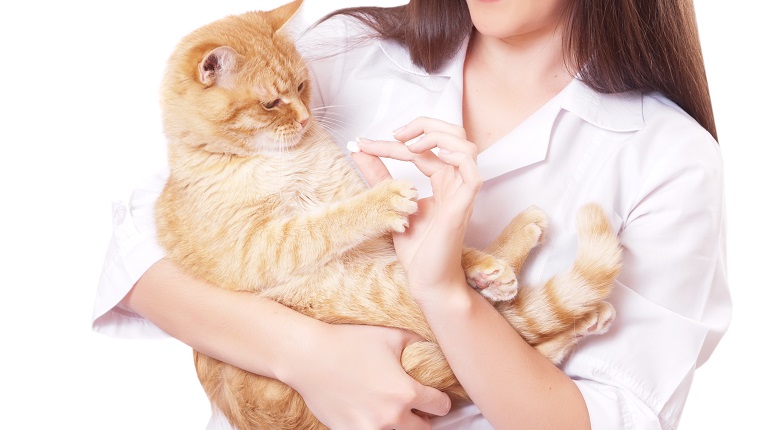 Metronidazole For Cats Uses Dosage And Side Effects Cattime
