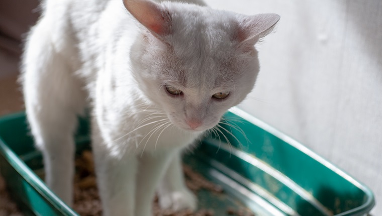 Urethral Obstruction In Cats: Symptoms, Causes, & Treatments - CatTime