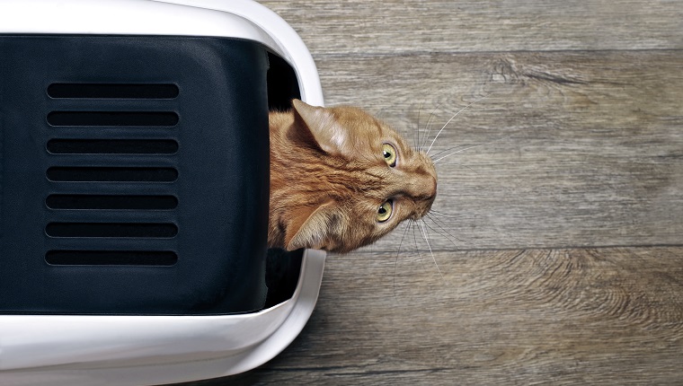 Arm & Hammer™ Surprises Cat Parents With Litter Box Makeovers & New ...