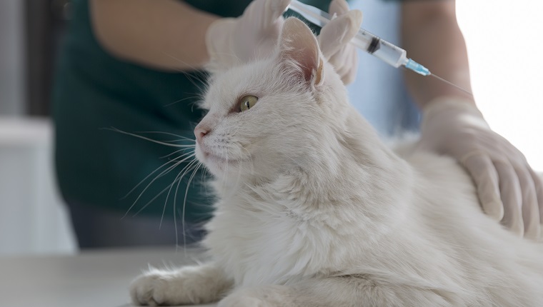 Cat Vaccination Myths & Misunderstandings - CatTime