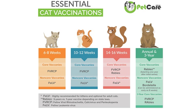 Cat Vaccination Myths & Misunderstandings - CatTime
