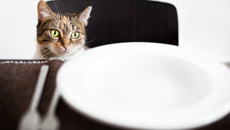Can Cats Eat Cornbread? Is Cornbread Safe For Cats? - CatTime