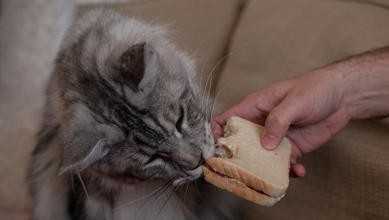 Can Cats Eat Mayonnaise? Is Mayonnaise Safe For Cats? - CatTime