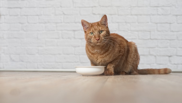 Can Cats Eat Spam? Is Spam Safe For Cats? - CatTime